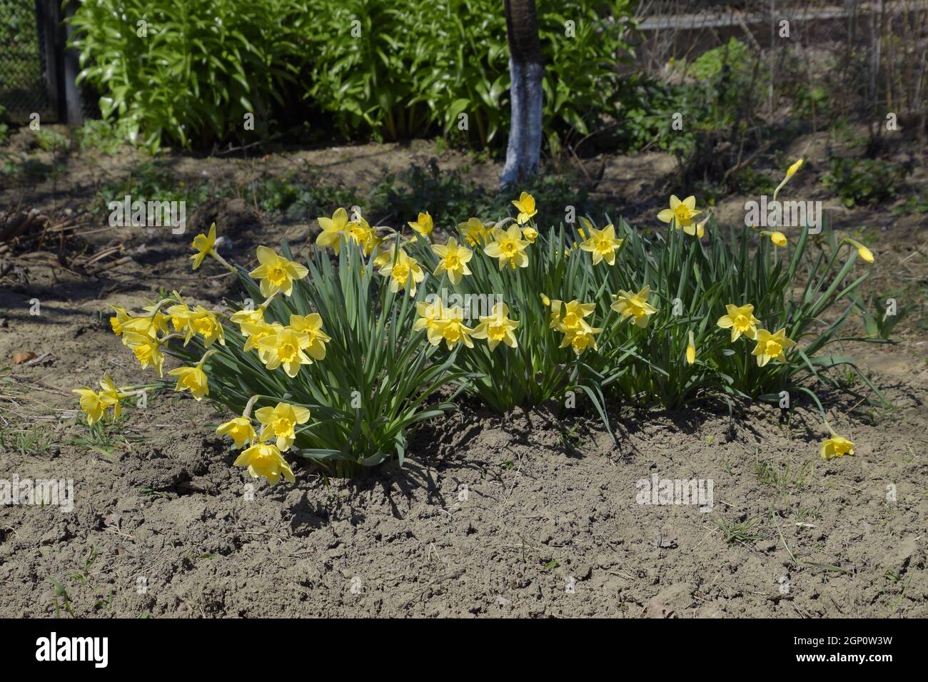 Flowers daffodil yellow. Spring flowering bulb plants in the flowerbed ...