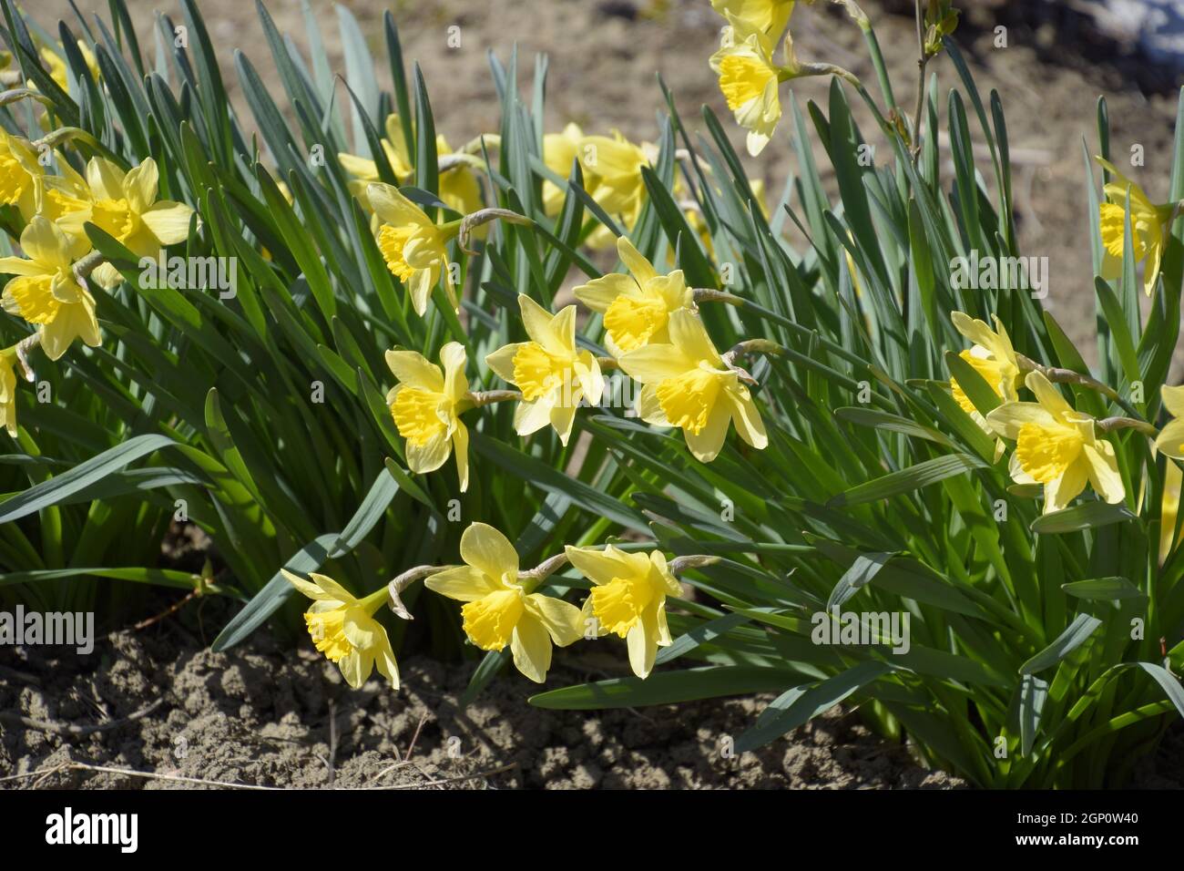 Flowers daffodil yellow. Spring flowering bulb plants in the flowerbed ...