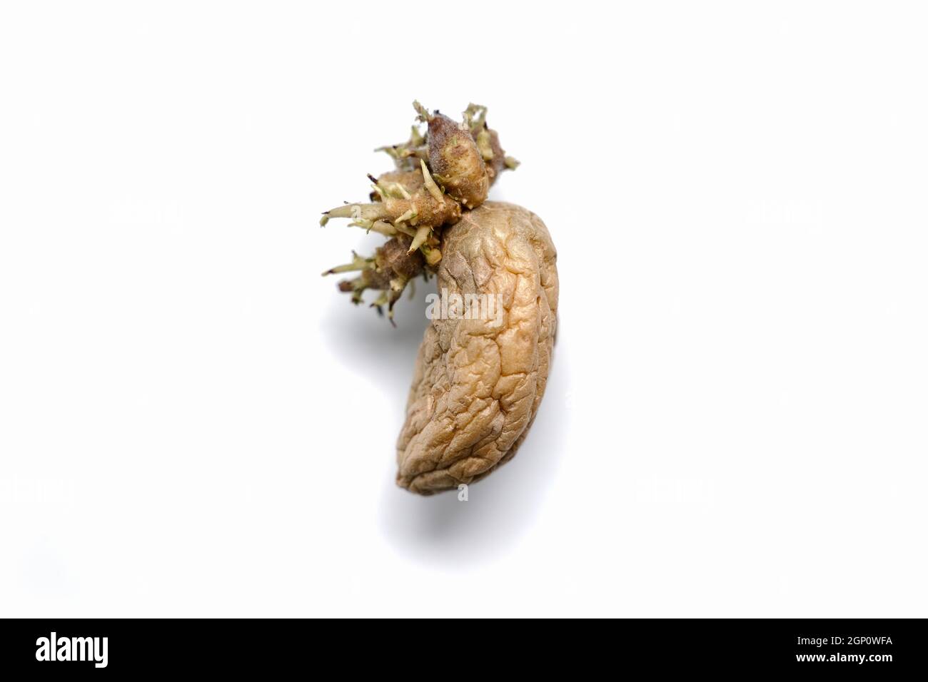 isolated old wrinkly sprouted potatoes. Change of seasons and ...