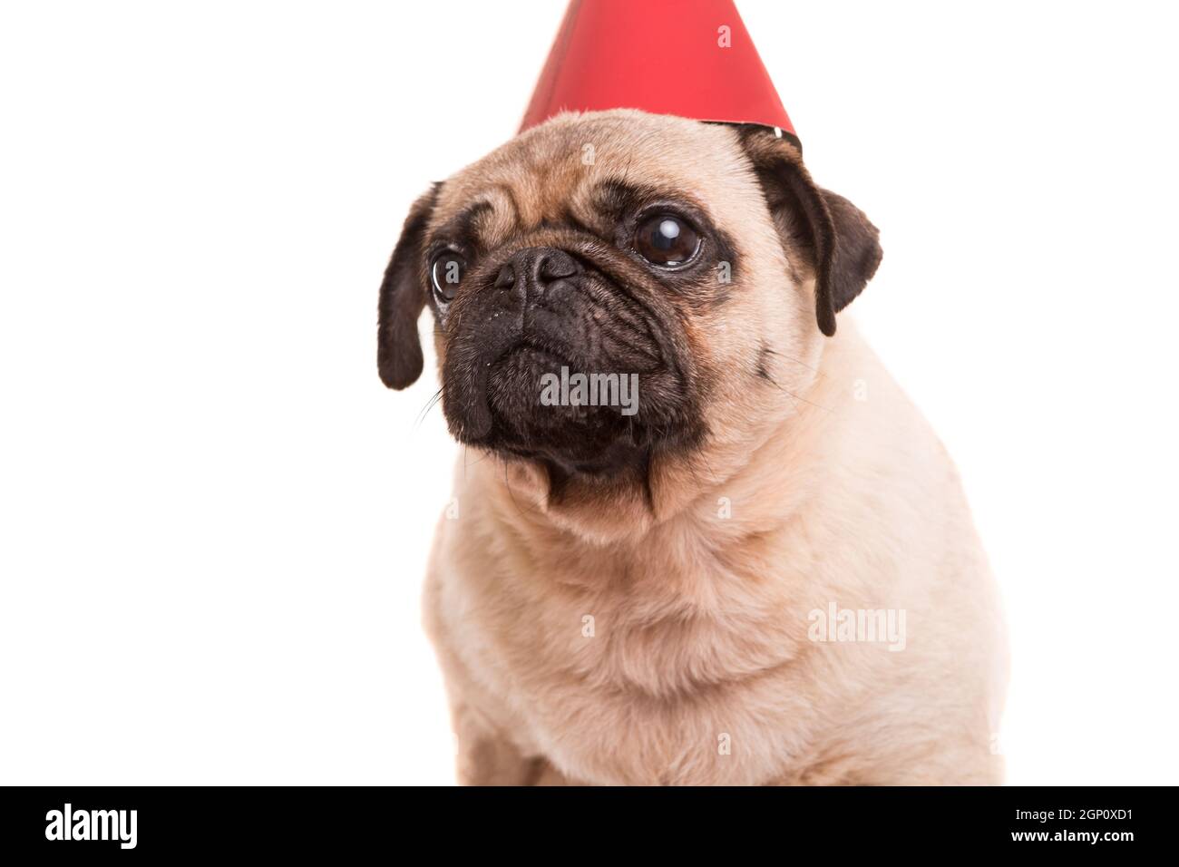 Pug puppy wearing a festive hat, isolated over a white background Stock ...