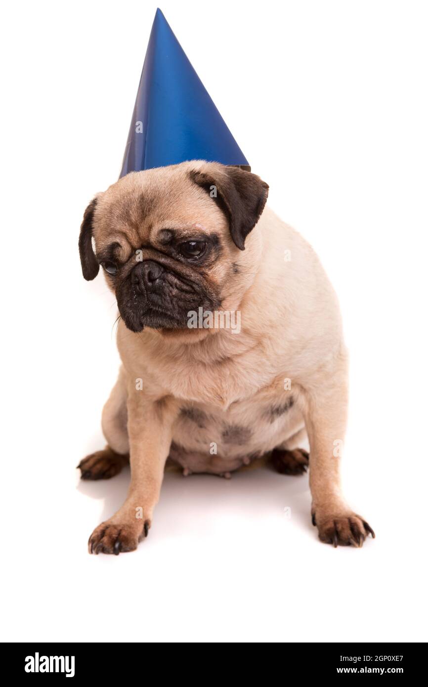 Pug puppy wearing a festive hat, isolated over a white background Stock ...