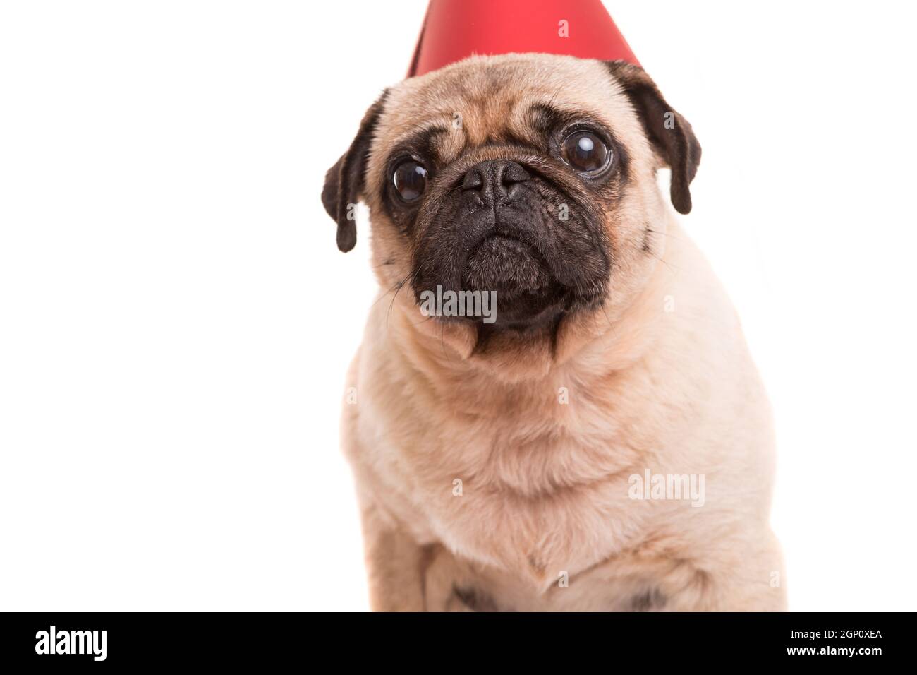 Pug puppy wearing a festive hat, isolated over a white background Stock ...