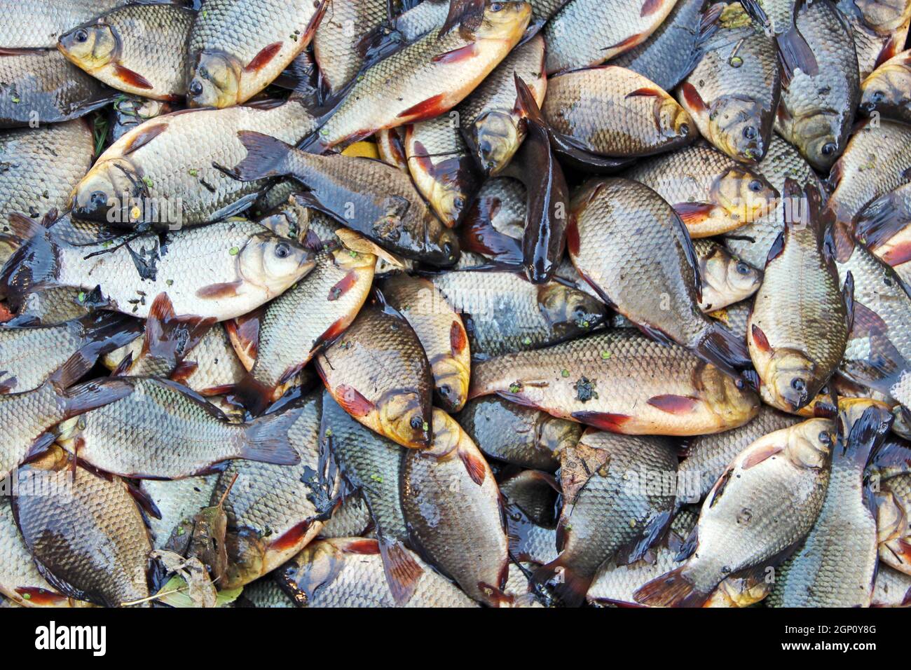 Caught crucians on green grass. Successful fishing. Heap of Carassius ...