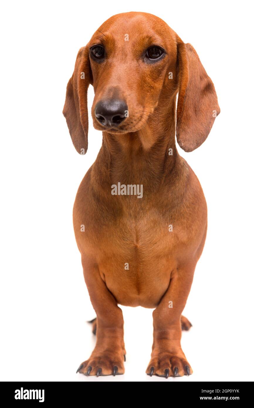 A young and beautiful teckel puppy, isolated over white background ...