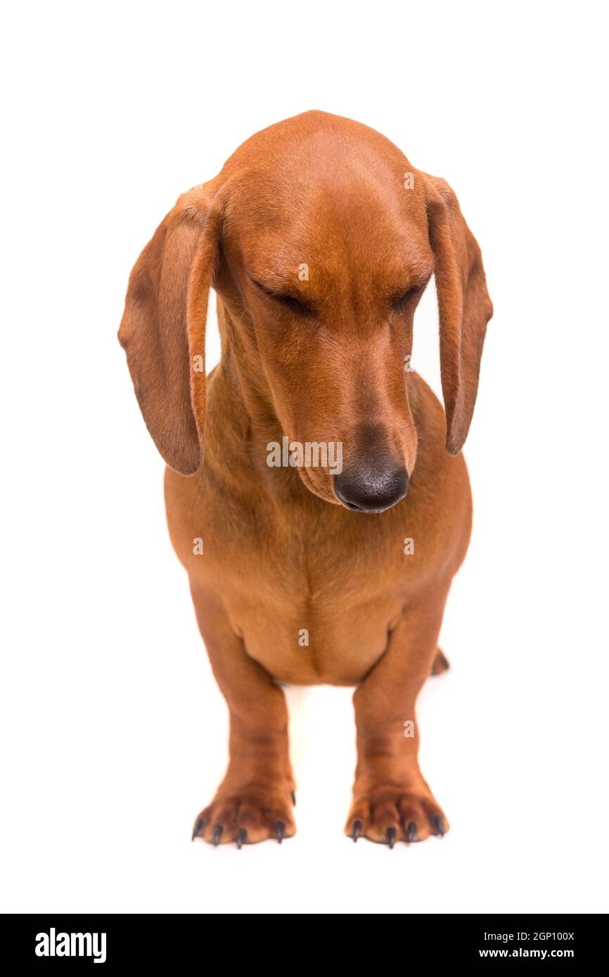 A young and beautiful teckel puppy, isolated over white background ...