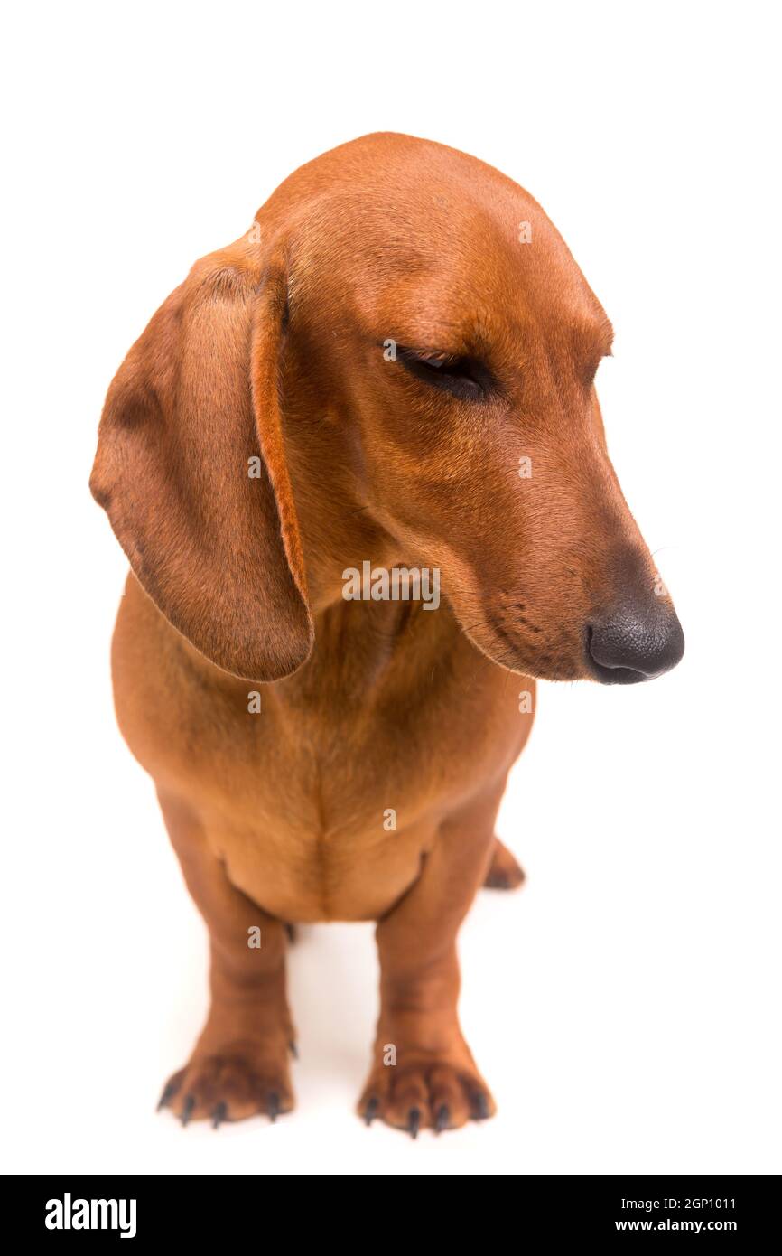 A young and beautiful teckel puppy, isolated over white background ...
