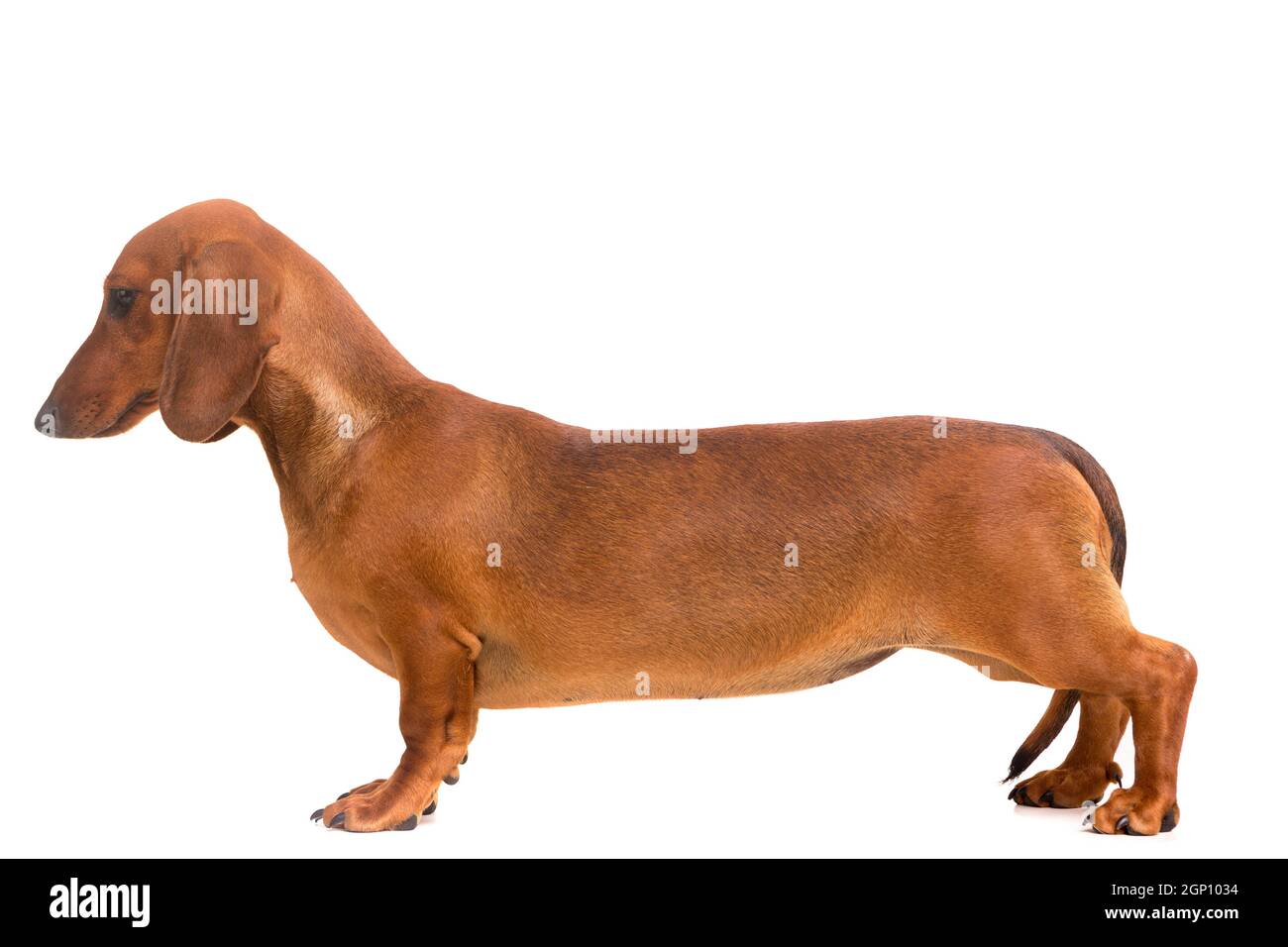 A young and beautiful teckel puppy, isolated over white background ...