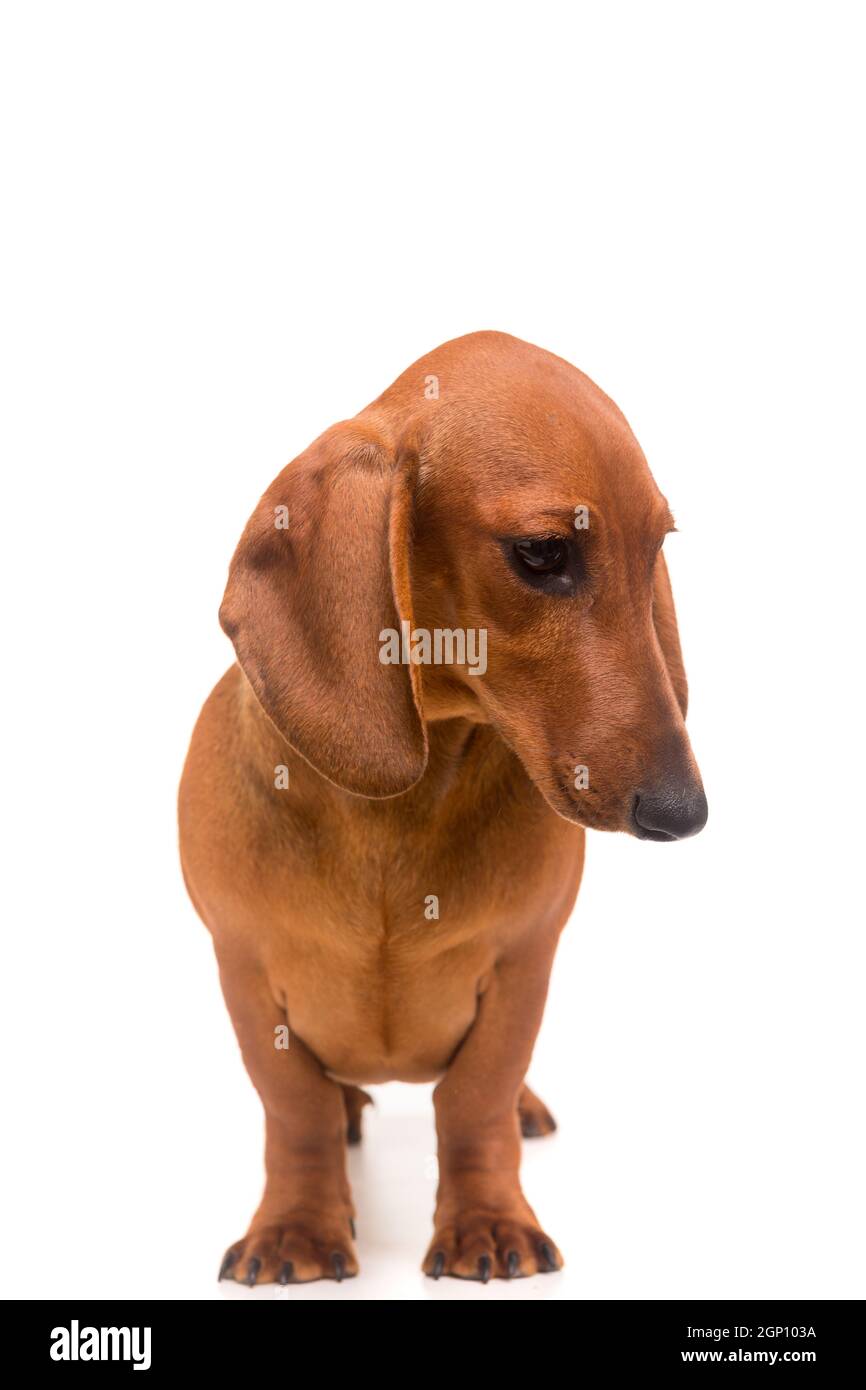 A young and beautiful teckel puppy, isolated over white background ...