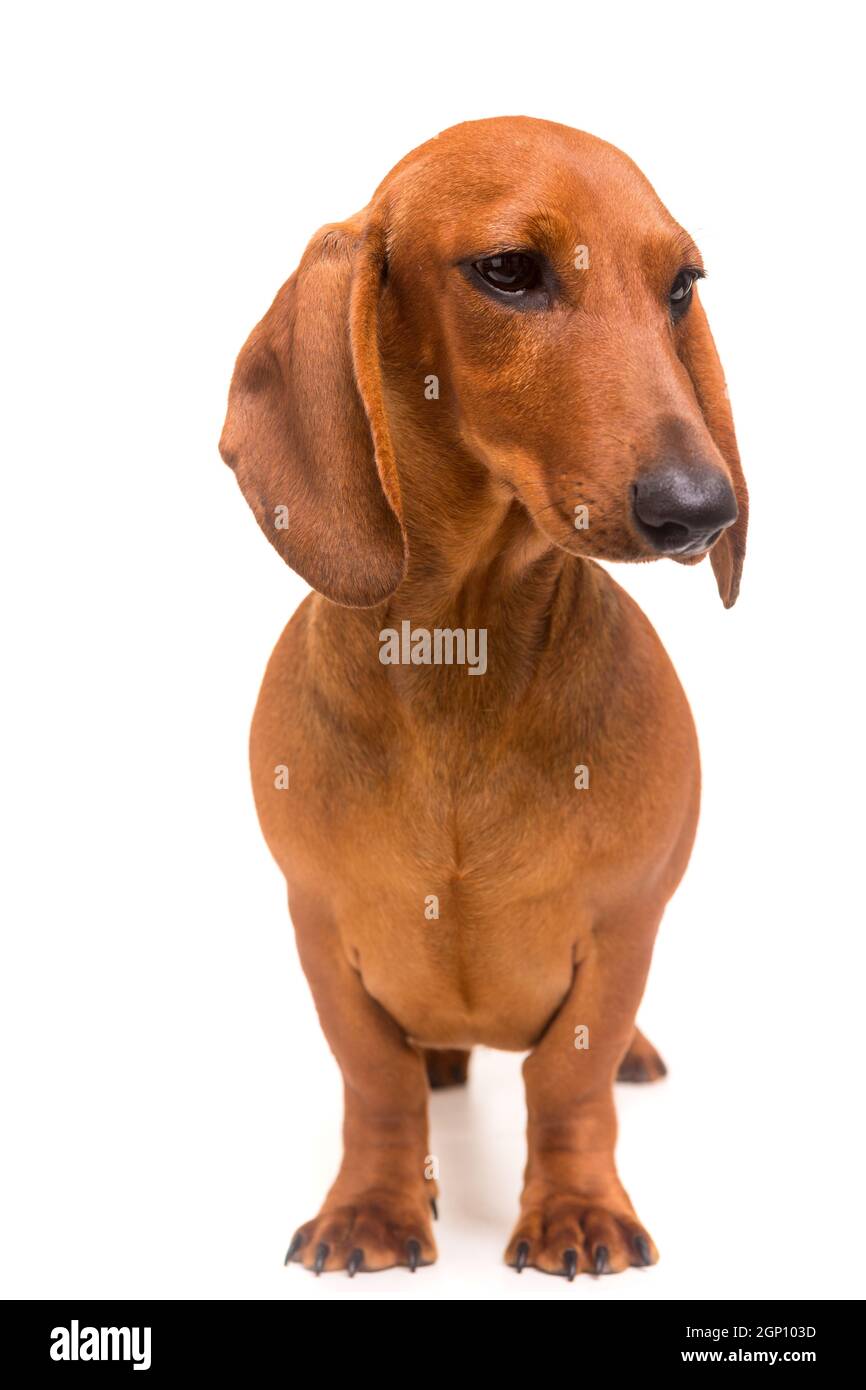 A young and beautiful teckel puppy, isolated over white background ...