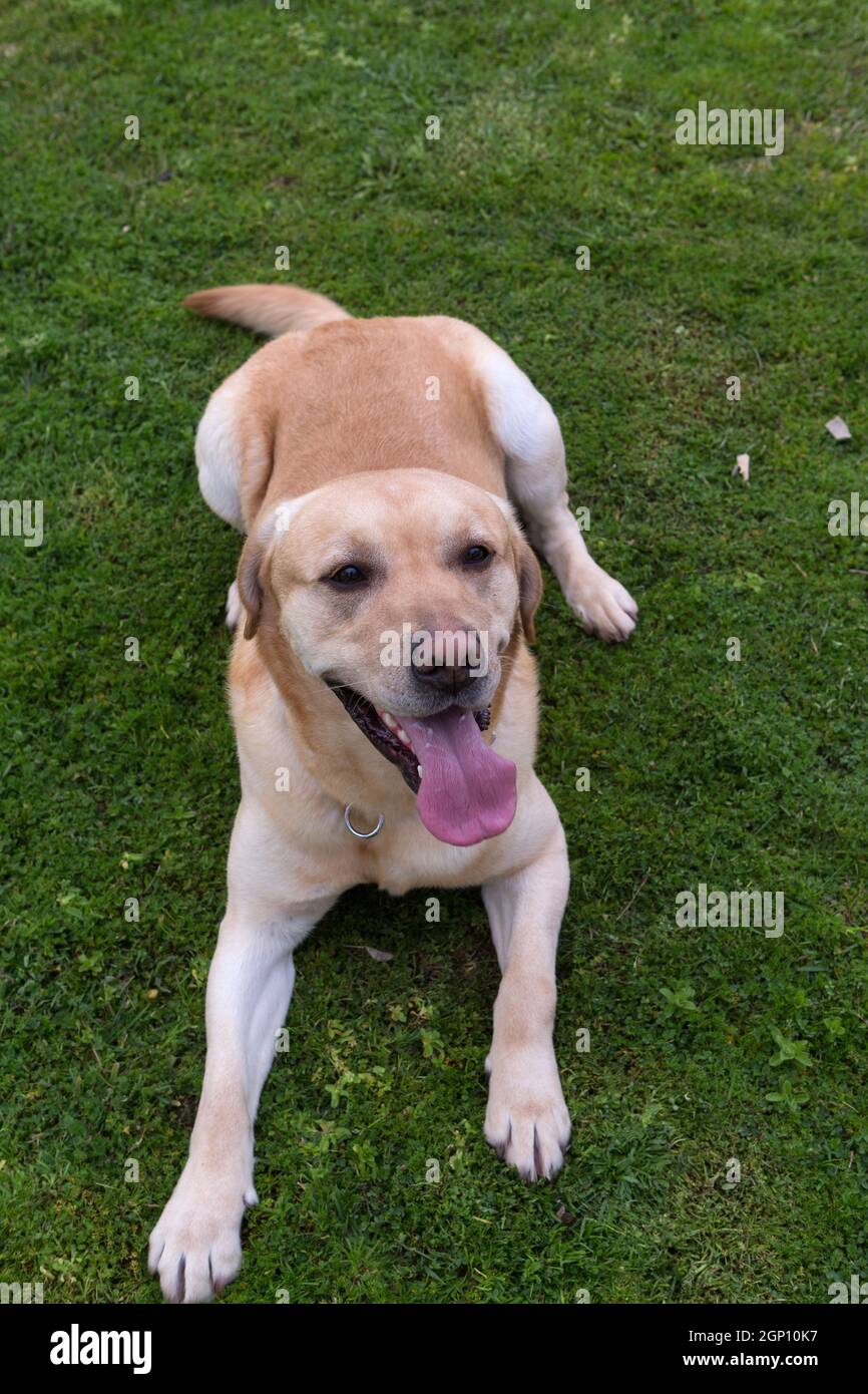 Yellow lab play garden hi-res stock photography and images - Alamy