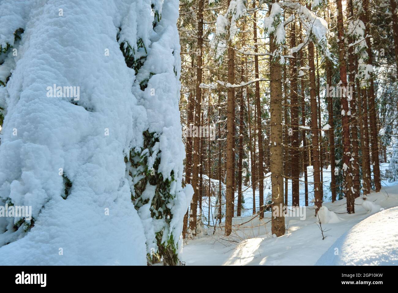 Fresh fallen snow on pine tree hi-res stock photography and images - Alamy