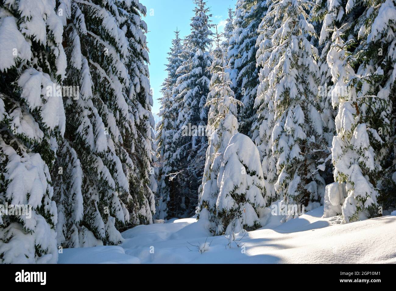 Bright winter landscape with pine trees covered with fresh fallen snow ...