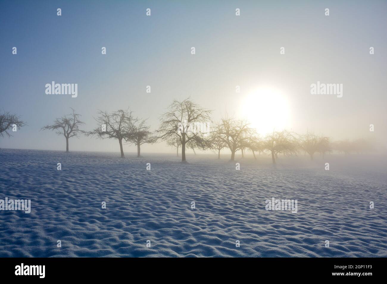 Trees at sunrise in winter with snow and sun in the morning fog Stock ...