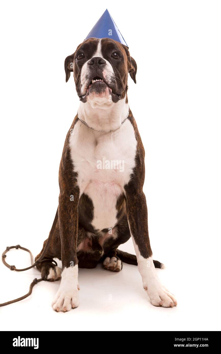 Boxer puppy wearing a festive hat, isolated over white background Stock ...