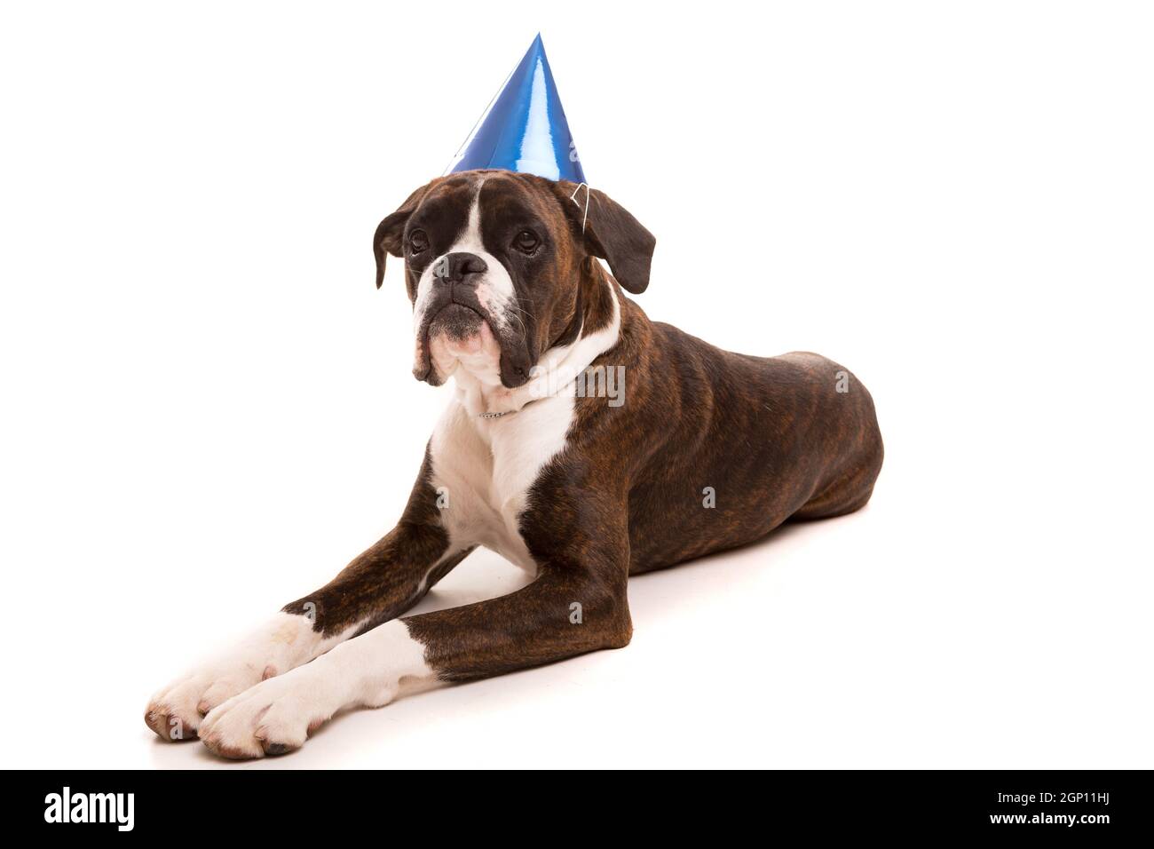 Boxer puppy wearing a festive hat, isolated over white background Stock ...