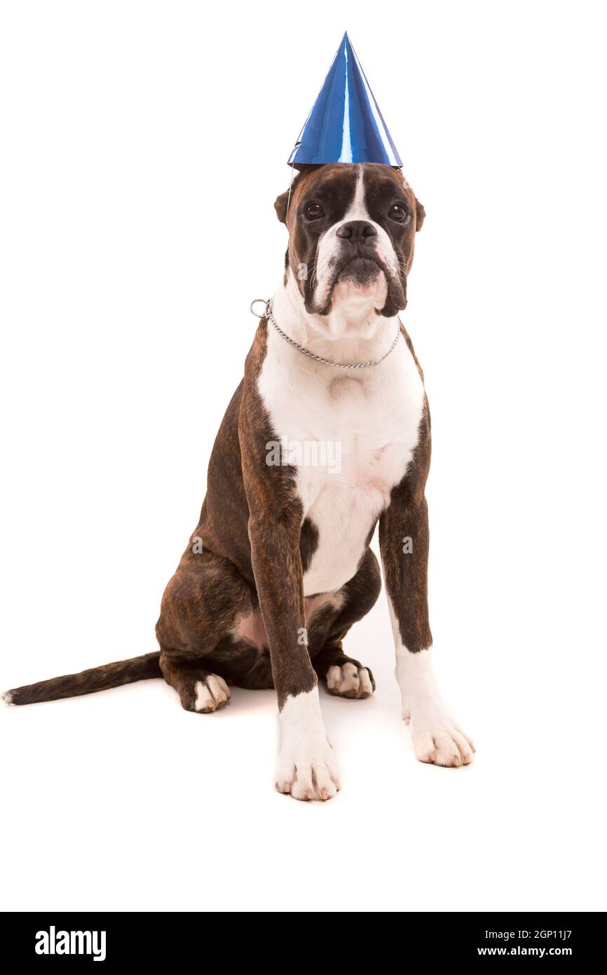 Boxer puppy wearing a festive hat, isolated over white background Stock ...