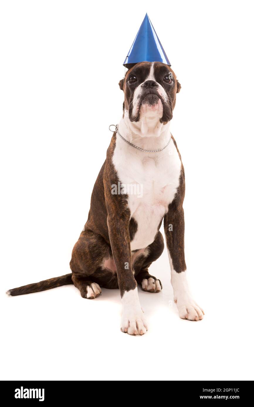 Boxer puppy wearing a festive hat, isolated over white background Stock ...