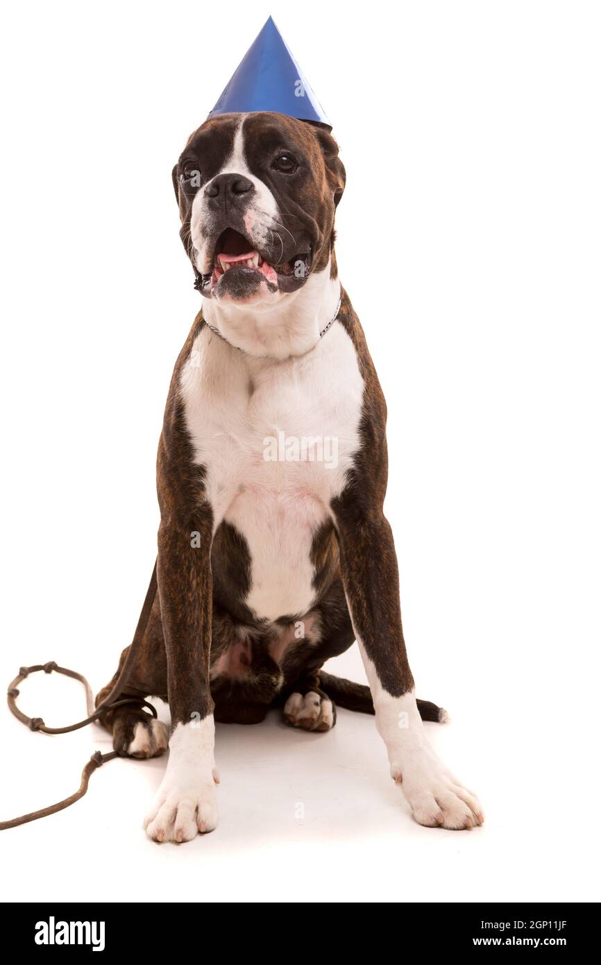 Boxer puppy wearing a festive hat, isolated over white background Stock ...