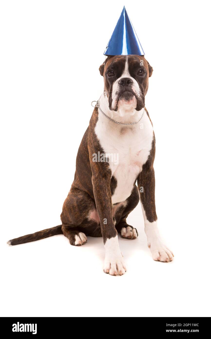 Boxer puppy wearing a festive hat, isolated over white background Stock ...