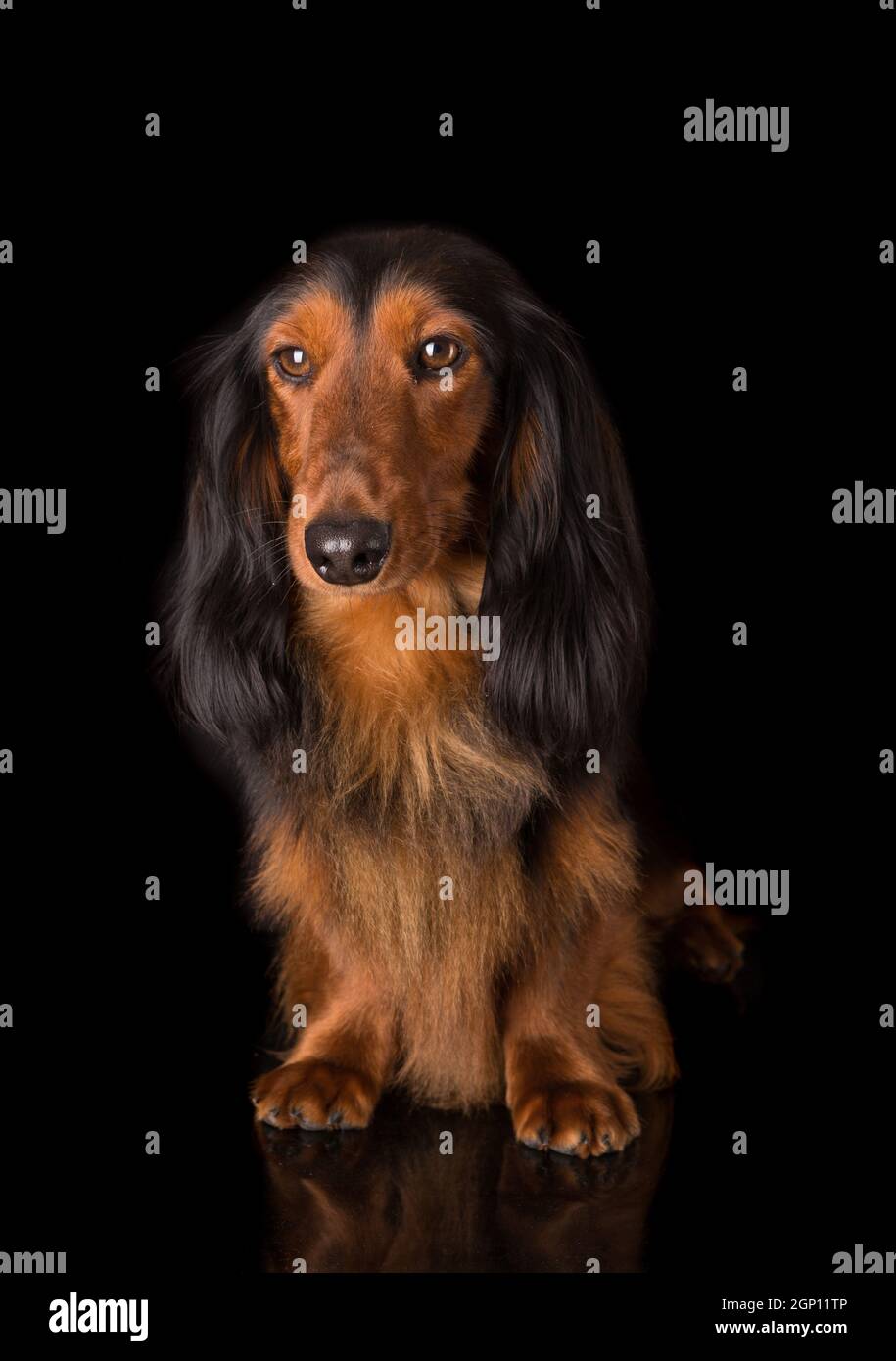 Studio shot of a beautiful long hair teckel (dachshund Stock Photo - Alamy
