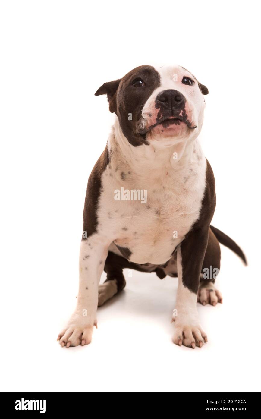A baby American Staffordshire Terrier, posing isolated over a white ...