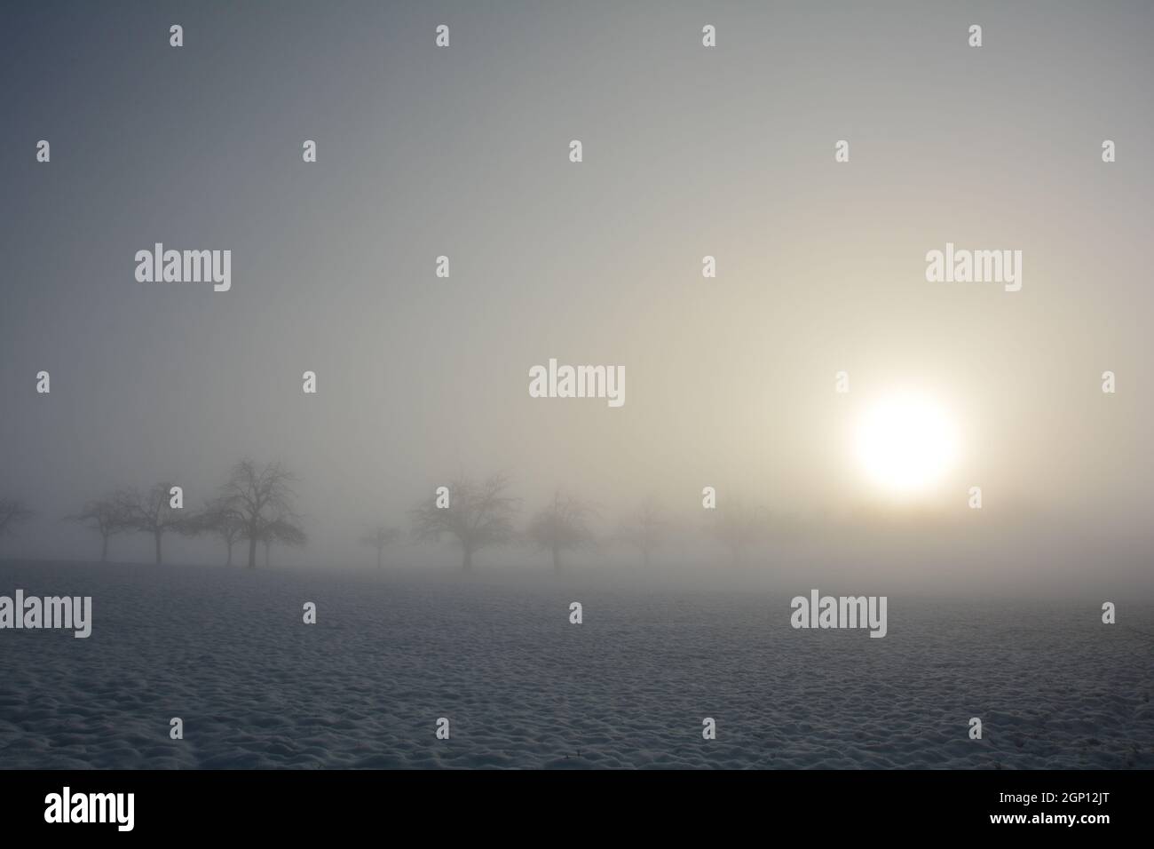 Trees at sunrise in winter with snow and sun in the morning fog Stock ...