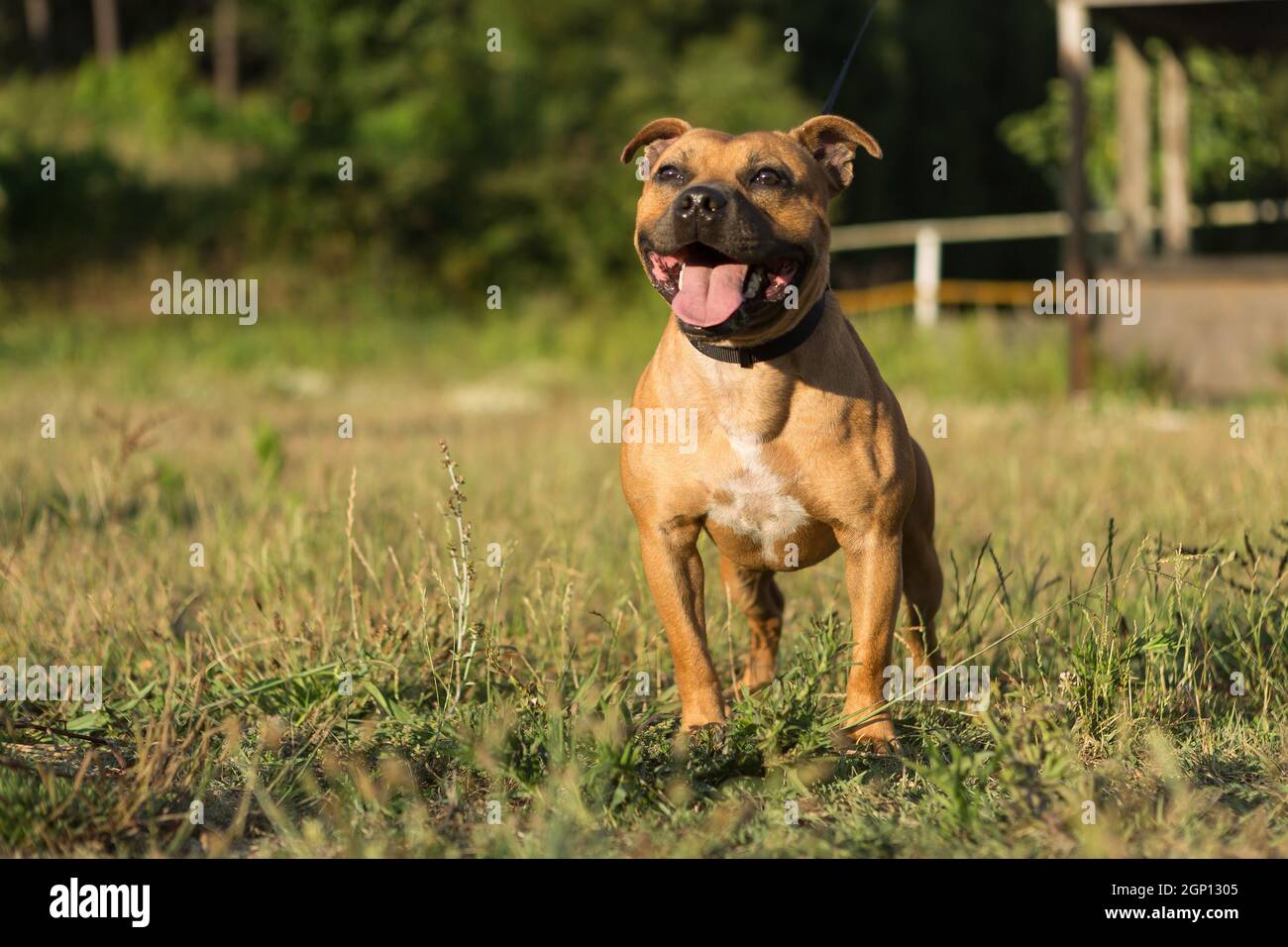 Beautiful staffordshire bull terrier posing in a park at the sunset ...