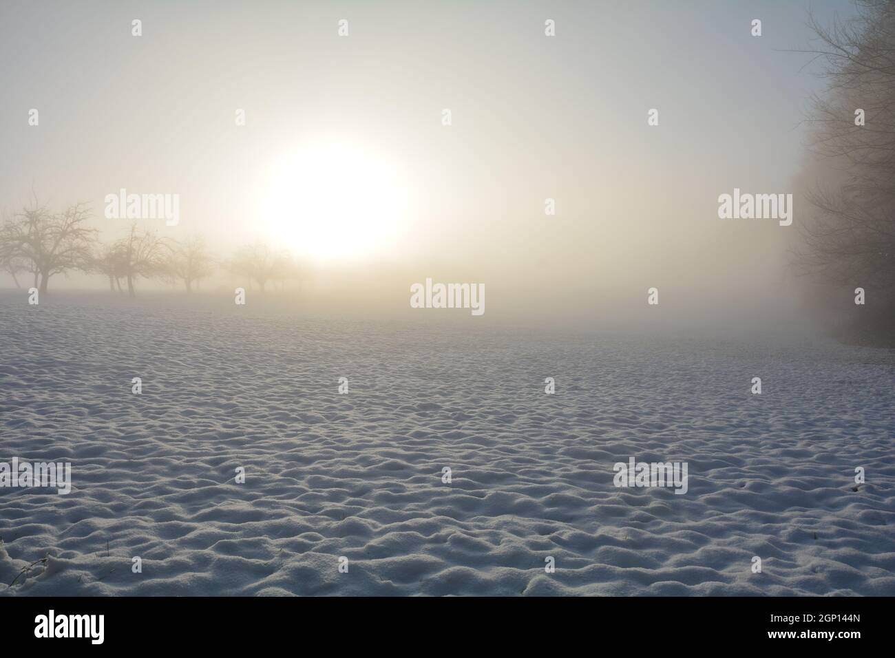 Trees at sunrise in winter with snow and sun in the morning fog Stock ...