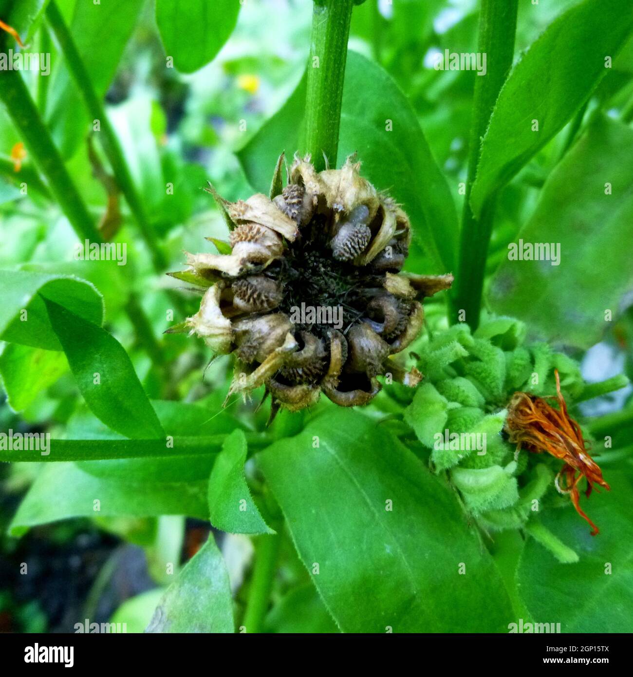 Calendula Officinalis Seeds