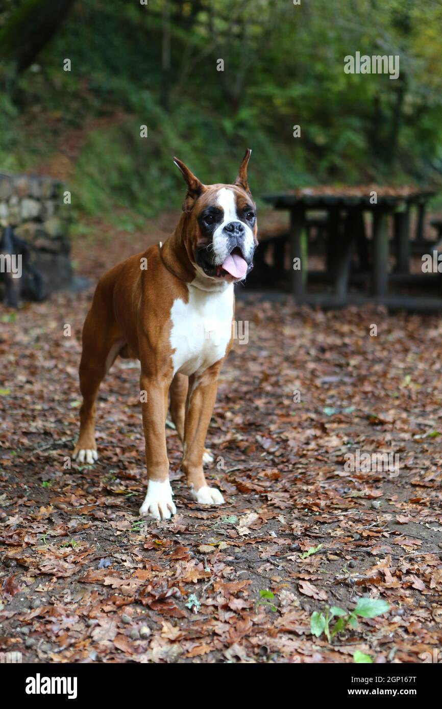 Awesome young boxer on a park in autumn Stock Photo - Alamy