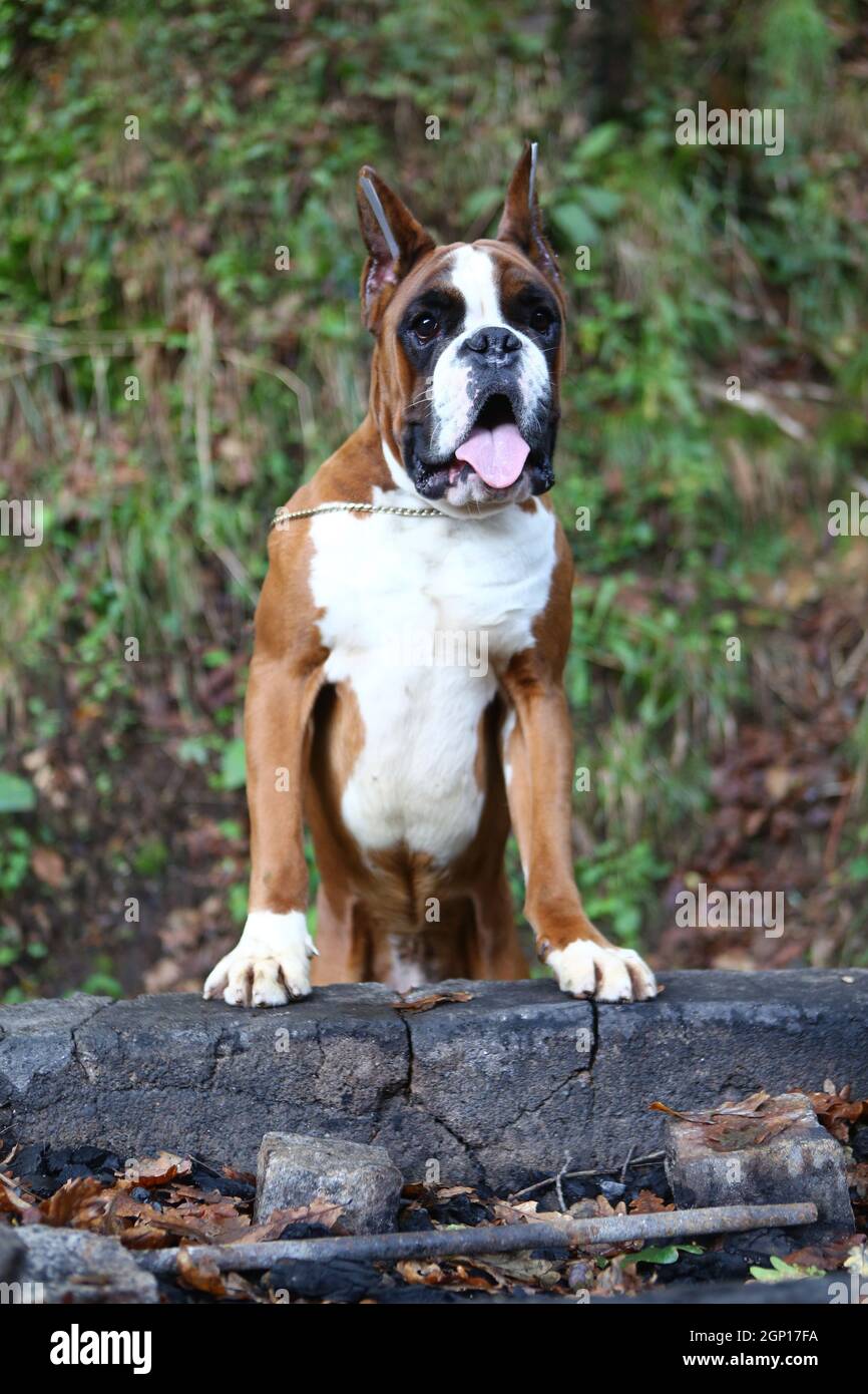 Awesome young boxer on a park in autumn Stock Photo - Alamy