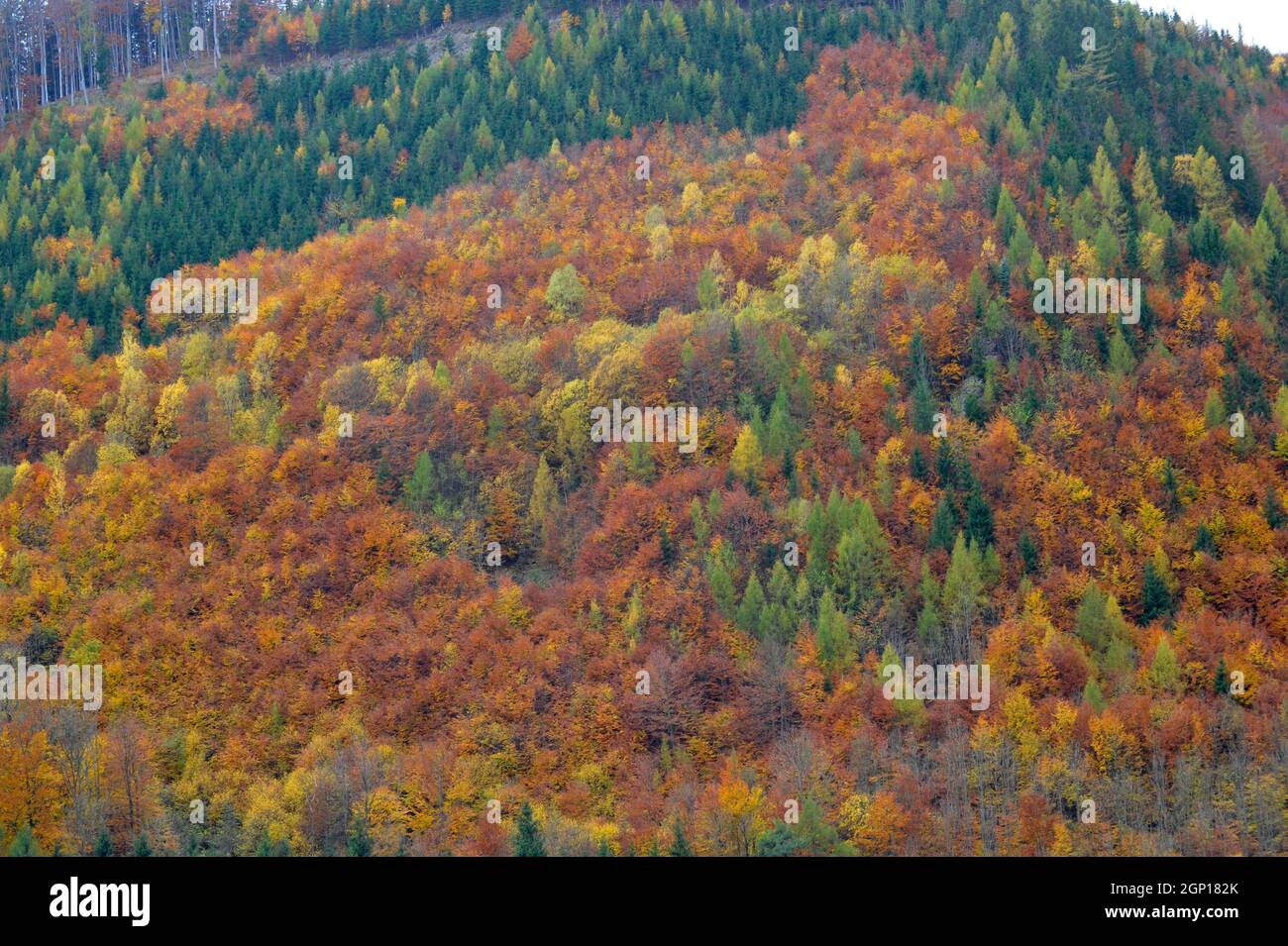 Broadleaf trees conifers hi-res stock photography and images - Alamy