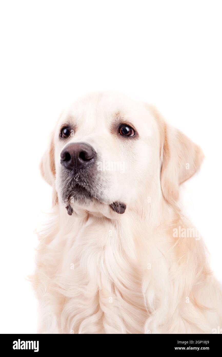 Golden retriever face close up isolated hi-res stock photography and ...