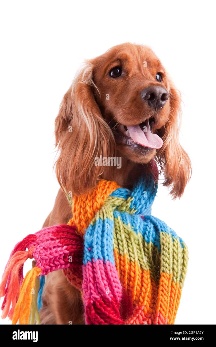 Baby Cocker Spaniel isolated over white Stock Photo - Alamy