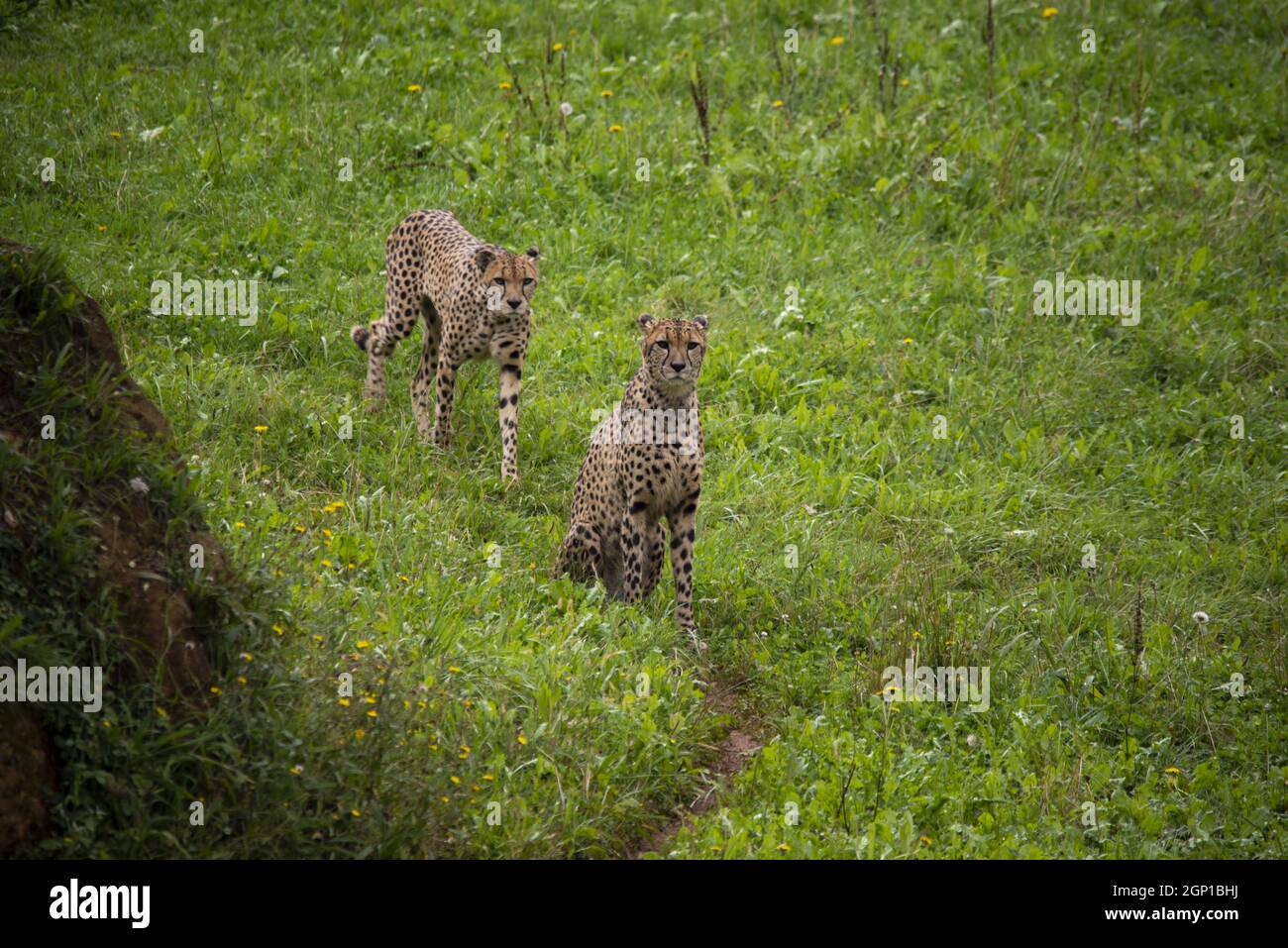 Two male cheetahs observing future prey Stock Photo - Alamy