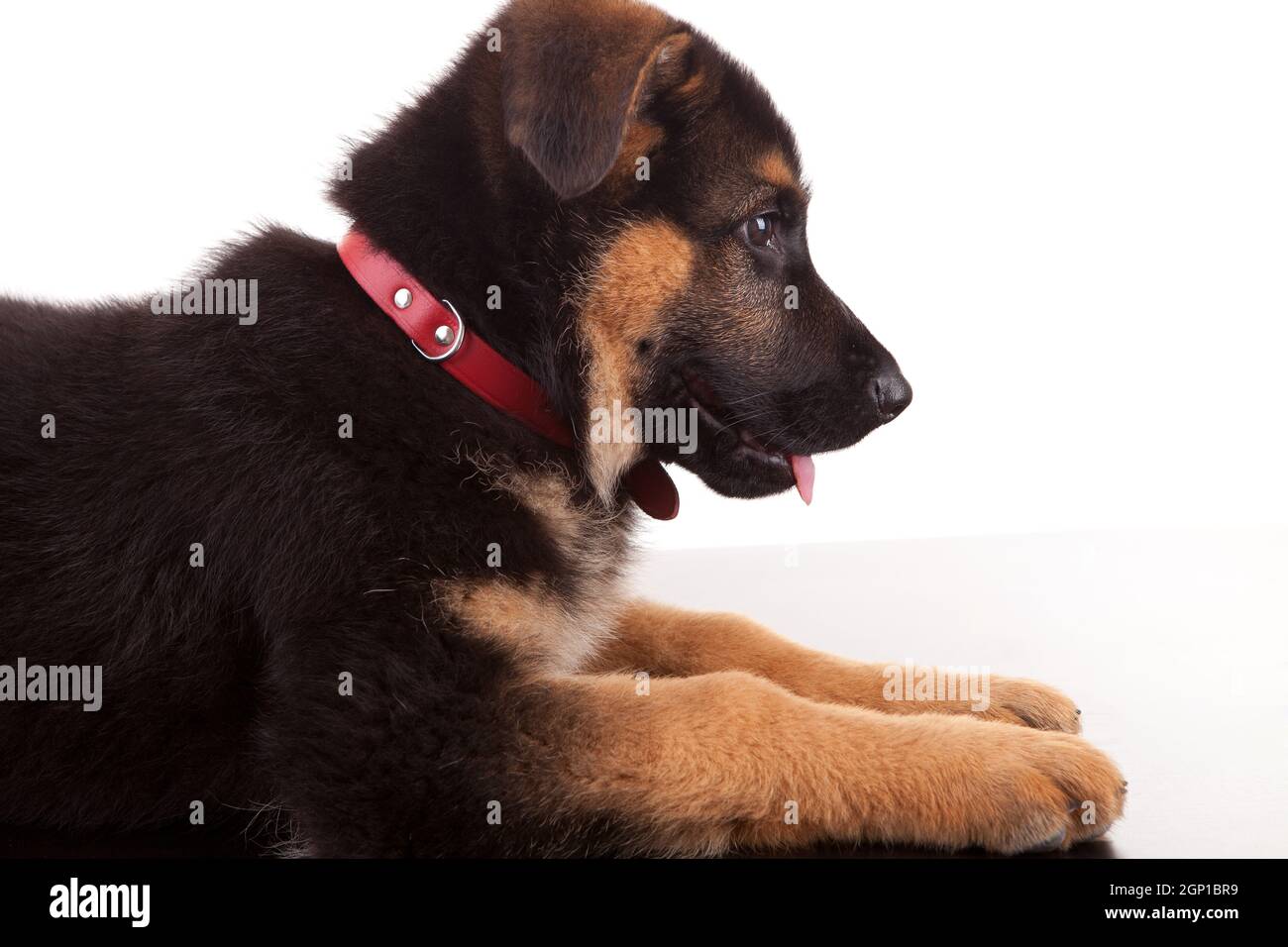 German Shepherd dog, isolated over white Stock Photo - Alamy