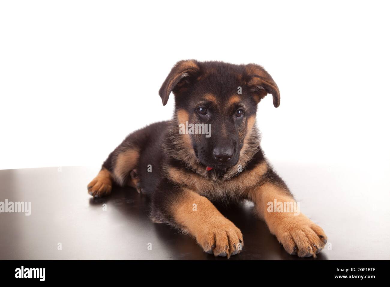 German Shepherd dog, isolated over white Stock Photo - Alamy