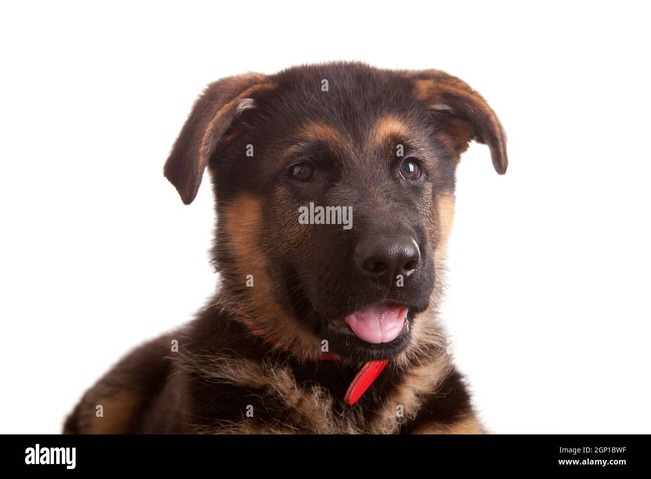 German Shepherd dog, isolated over white Stock Photo - Alamy