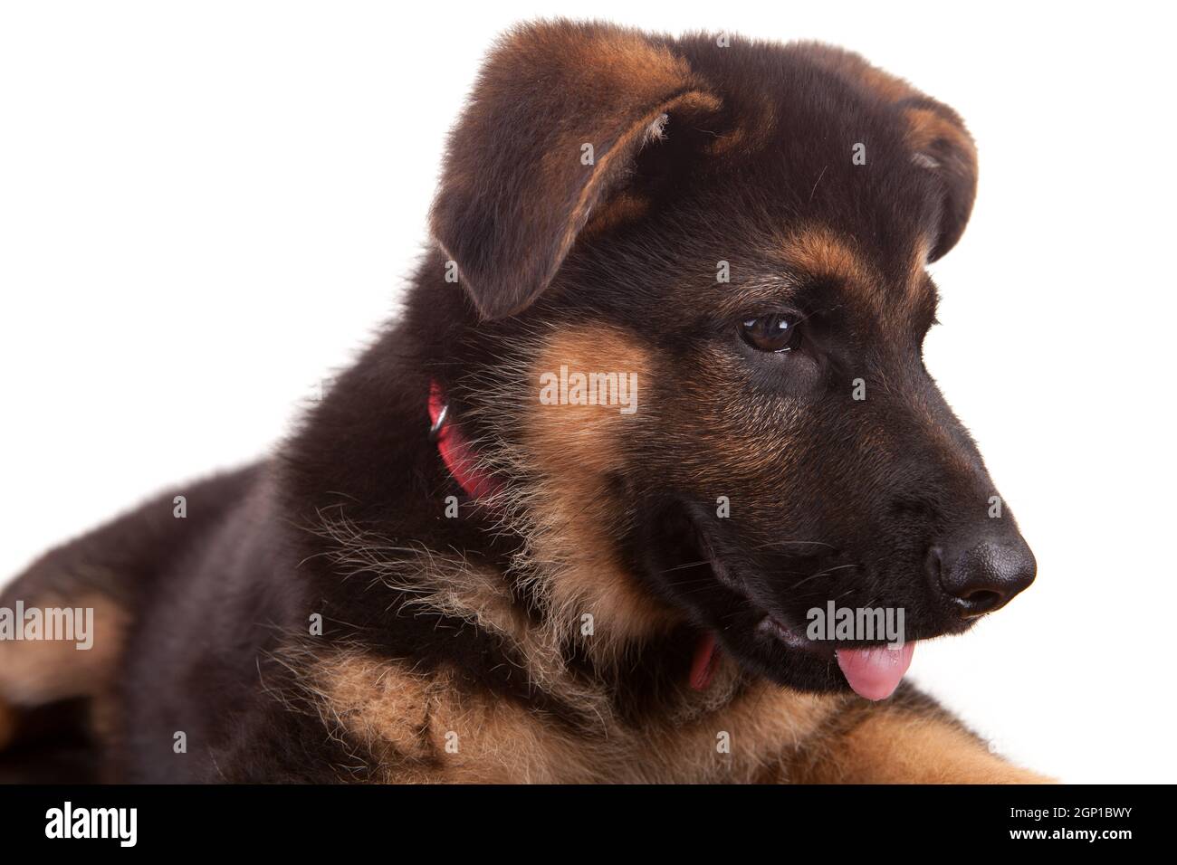 German Shepherd dog, isolated over white Stock Photo - Alamy