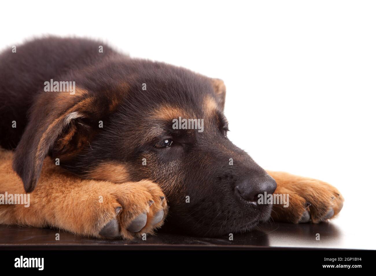 German Shepherd dog, isolated over white Stock Photo - Alamy
