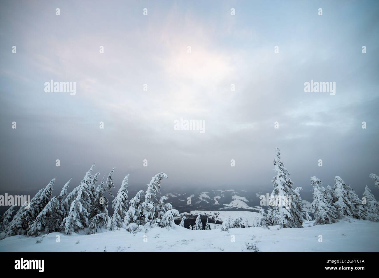 Dramatic winter landscape with spruce forest cowered with white snow in ...