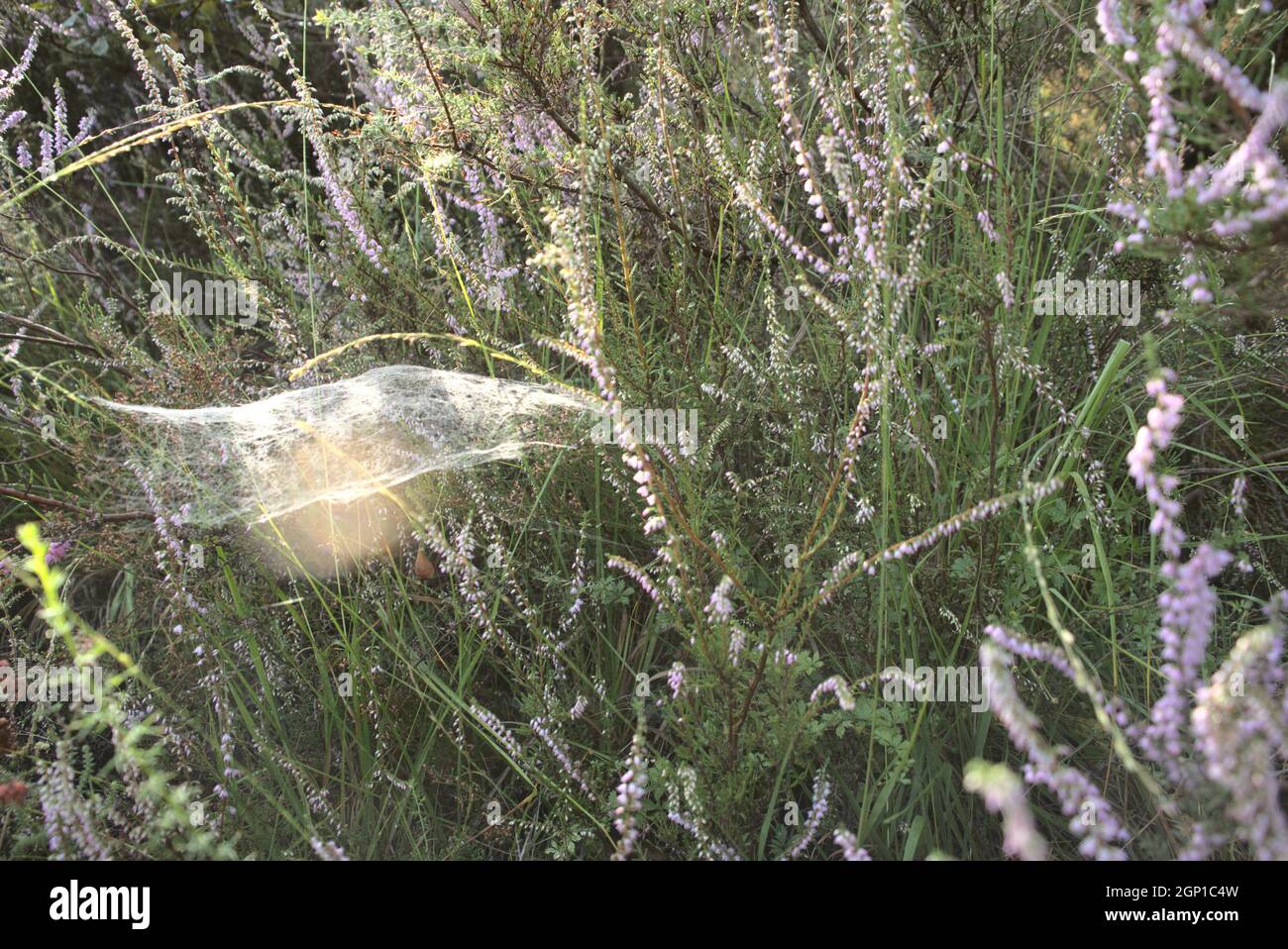 spider web in the middle of the vegetation Stock Photo - Alamy