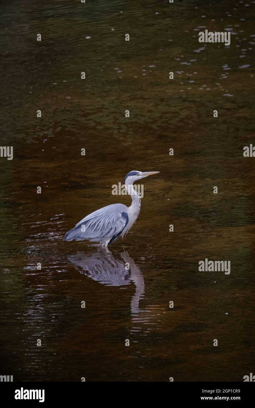 Side view of great blue heron in river Stock Photo - Alamy