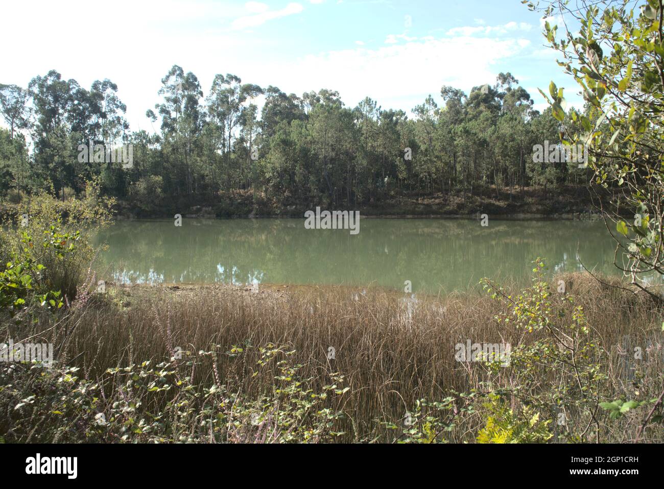 reflection of riverside vegetation in river lake Stock Photo - Alamy