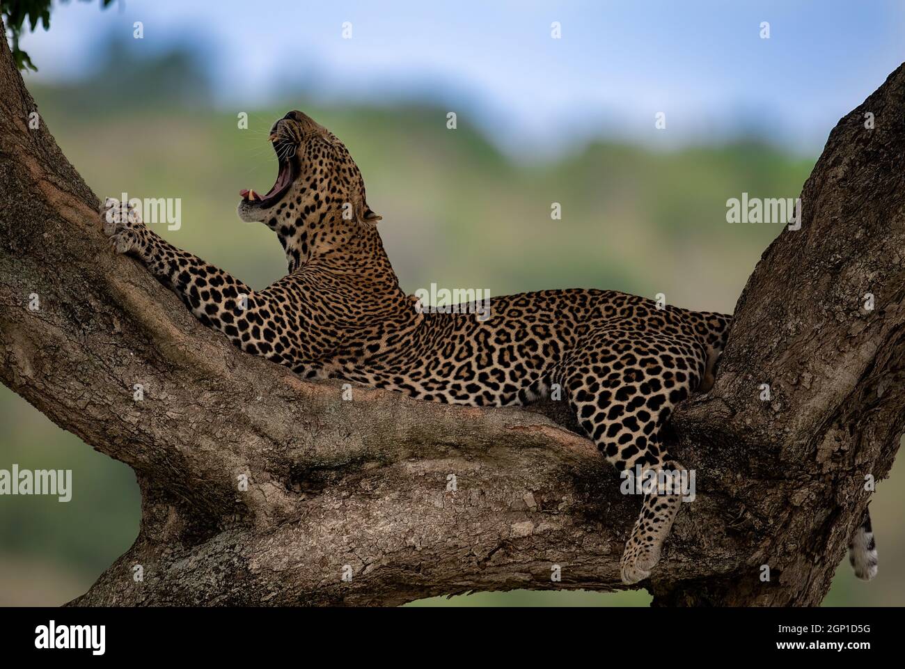 A leopard in the Maasai Mara, Africa Stock Photo - Alamy