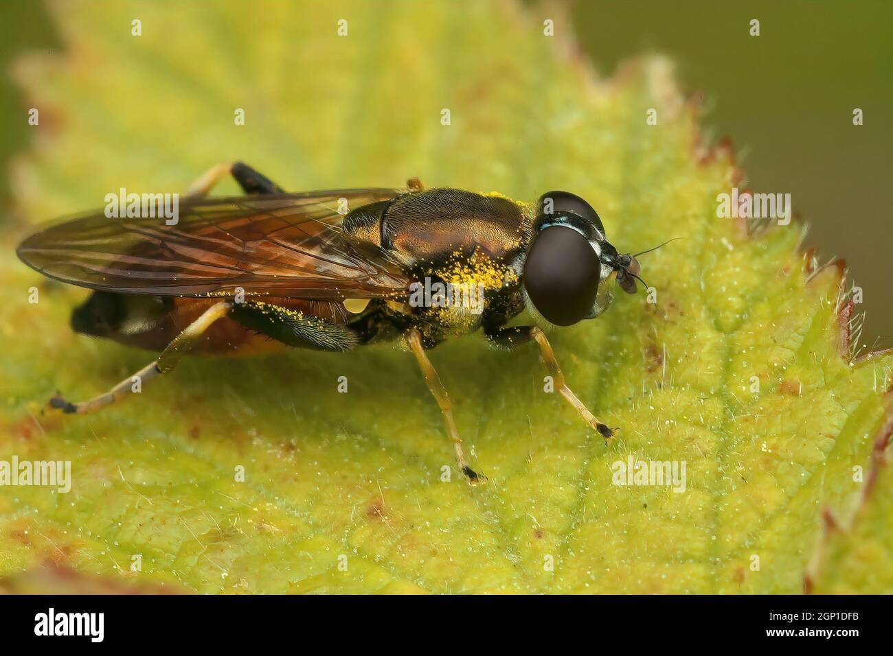 Closeup on a brown toed forest fly, Xylota segnis sitting Stock Photo ...