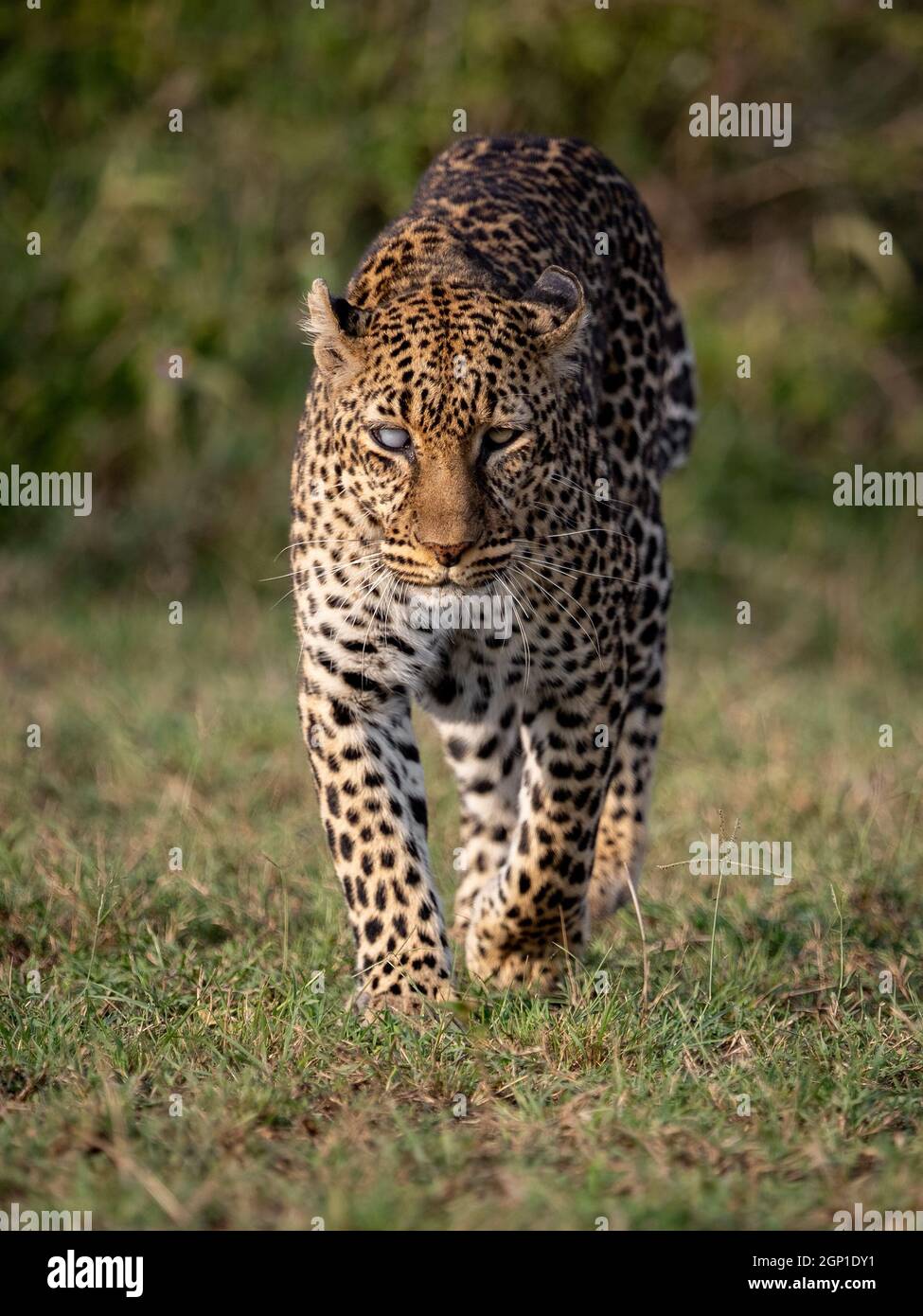 A leopard in the Maasai Mara, Africa Stock Photo - Alamy