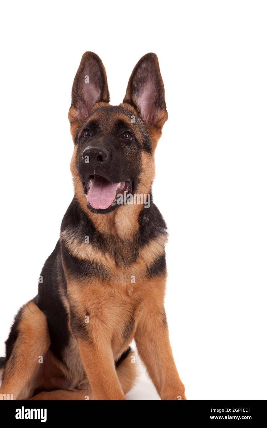 German Shepherd dog, isolated over white Stock Photo - Alamy