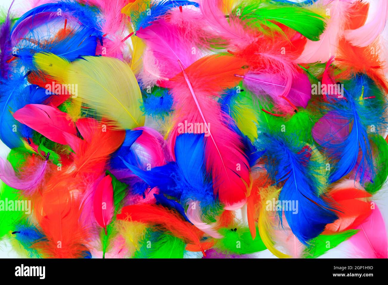 Collection of brightly coloured feathers Stock Photo - Alamy