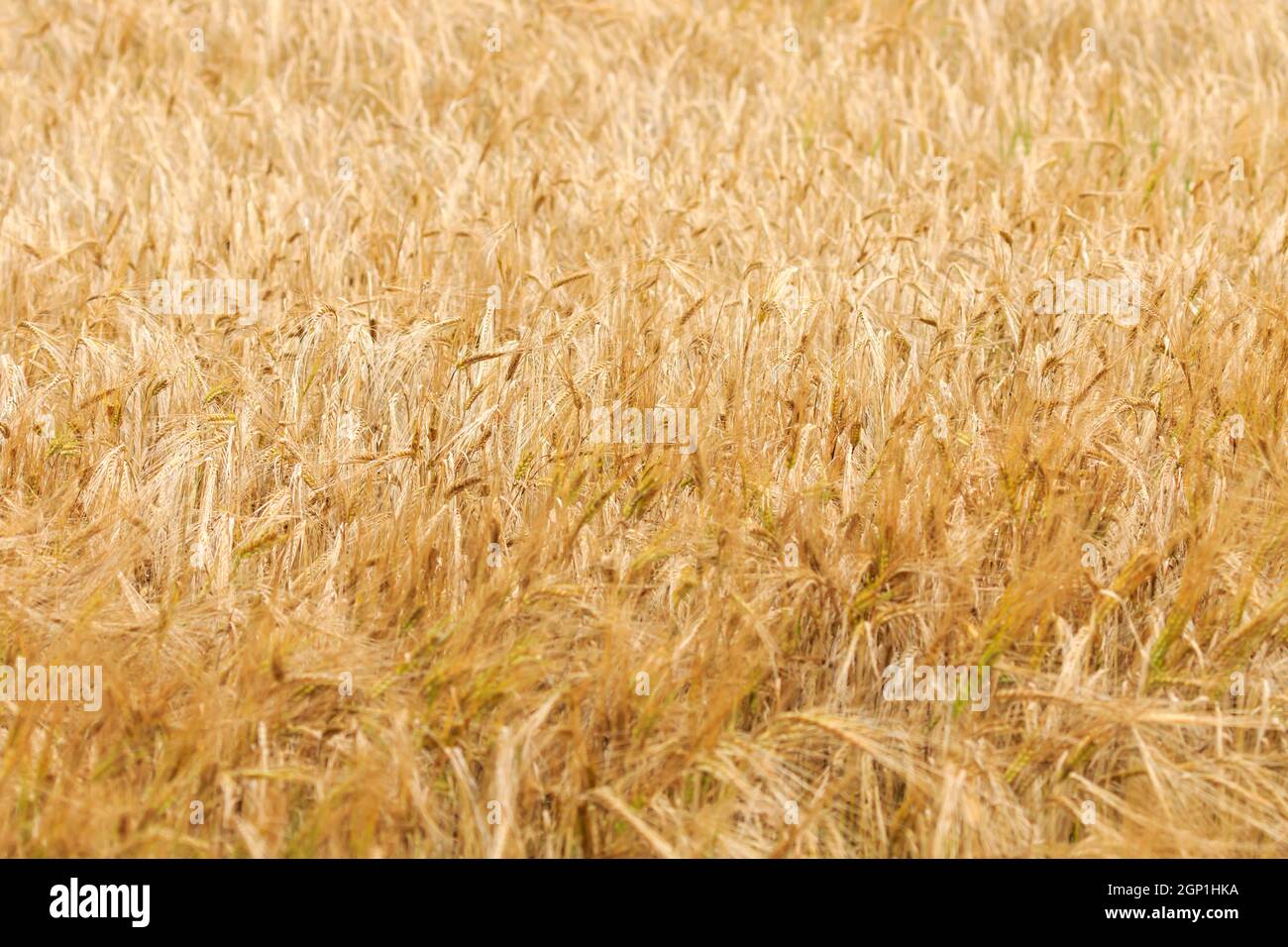 Barley corn hi-res stock photography and images - Alamy
